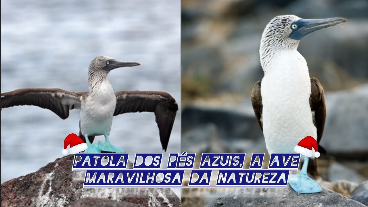 PATOLA DOS PÉS AZUIS, A AVE MARAVILHOSA DA NATUREZA - YouTube