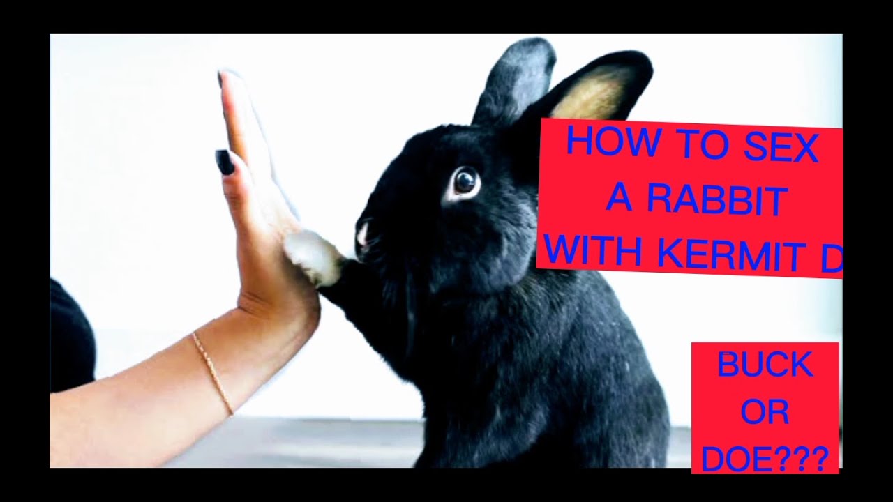 How to sex a rabbit, is it a buck or a doe - YouTube