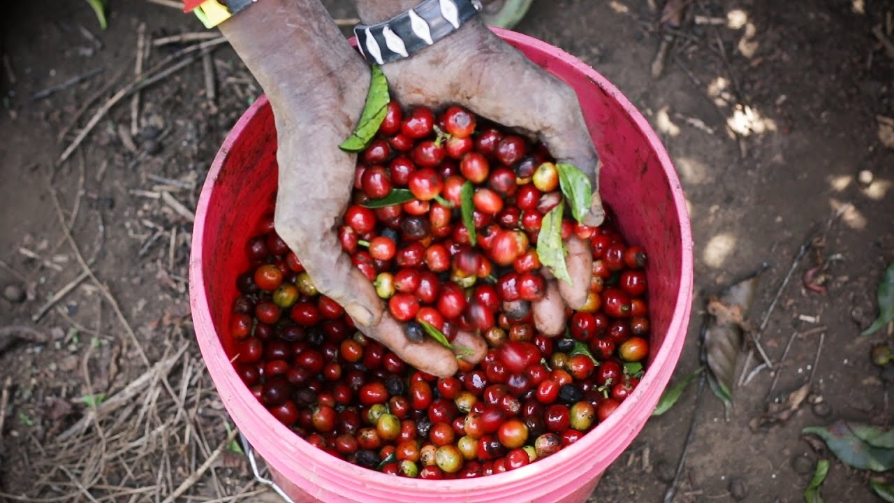 How Coffee Is Grown in Tanzania (Mondul Coffee Estates near Kilimanjaro ...