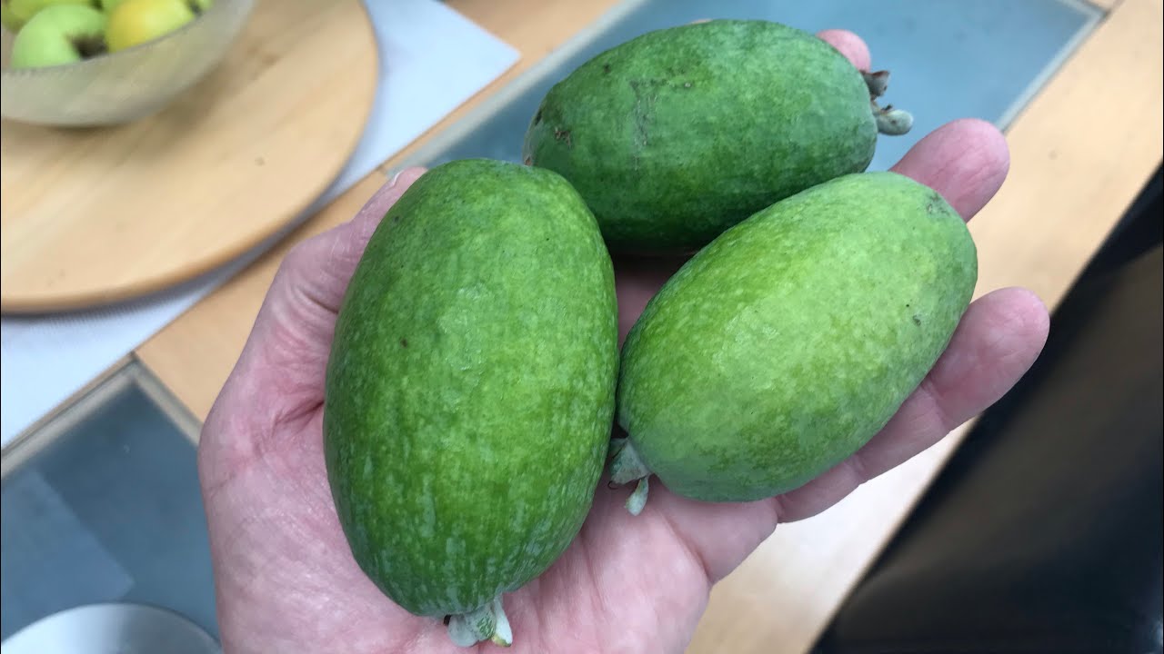 My largest ever pineapple guava / feijoa fruit, the variety is Mammoth ...
