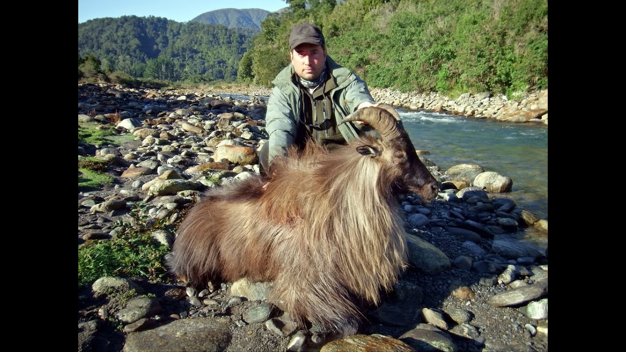 TAHR, RED DEER, FALLOW DEER&CHAMOIS HUNTING IN NEW ZEALAND MR.ARAS ...