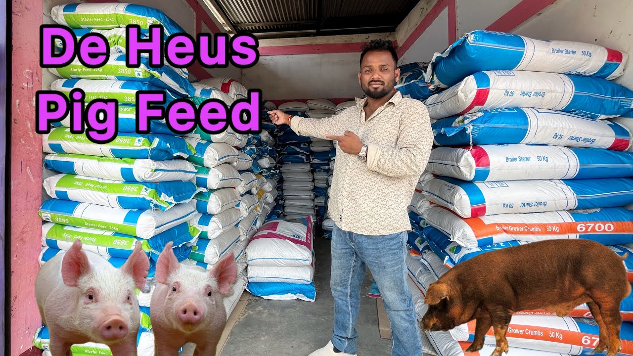 De heus pig feed Dealer. Pig feed solution. Pig farm - YouTube