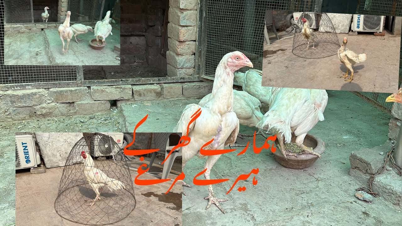 Biggest White Heera Aseel Chicken Farm in Pakistan | Paper White Aseel ...