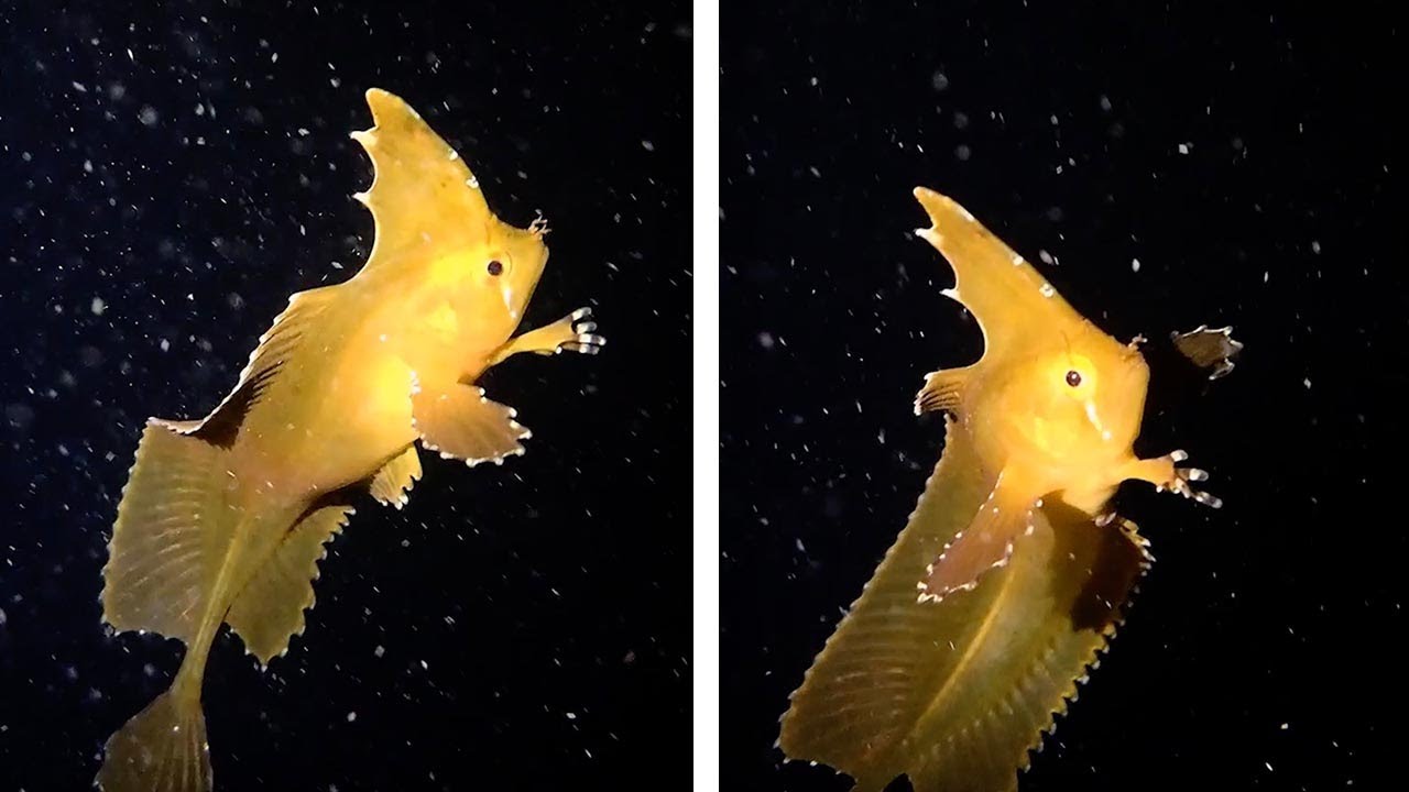 Rare Weedfish Caught Swimming Through Water | UNUSUAL WILDLIFE - YouTube