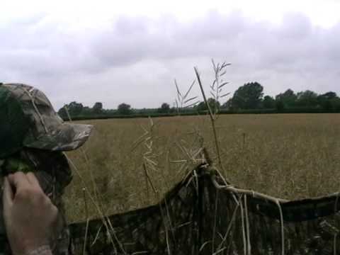 chasse pigeon Angleterre juillet 2010 avec esprit sauvage - YouTube