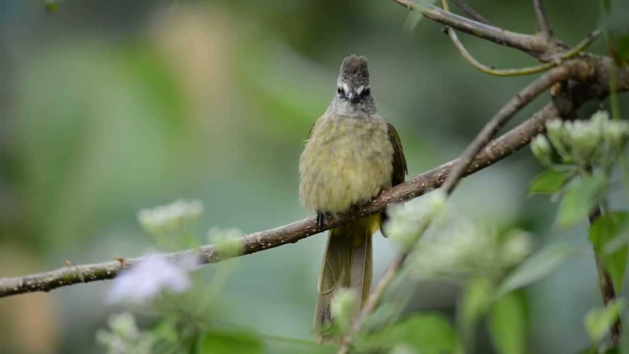 Pycnonotus flavescens, flavescent Bulbul - YouTube