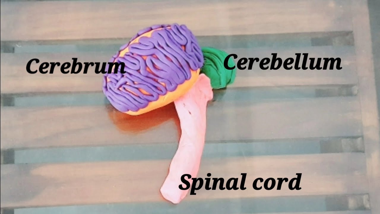 Making a 3D model of BRAIN 🧠🧠using clay / Dough | I WONDER WHY 🧠🧠 - YouTube