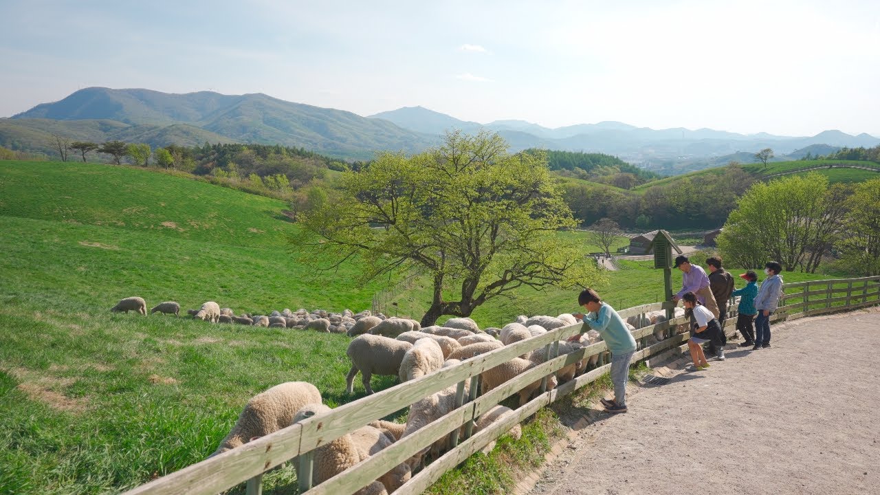 Daegwallyeong Sheep Farm, cool spring and cozy sheep🐑🐏 | Gangwon-do ...