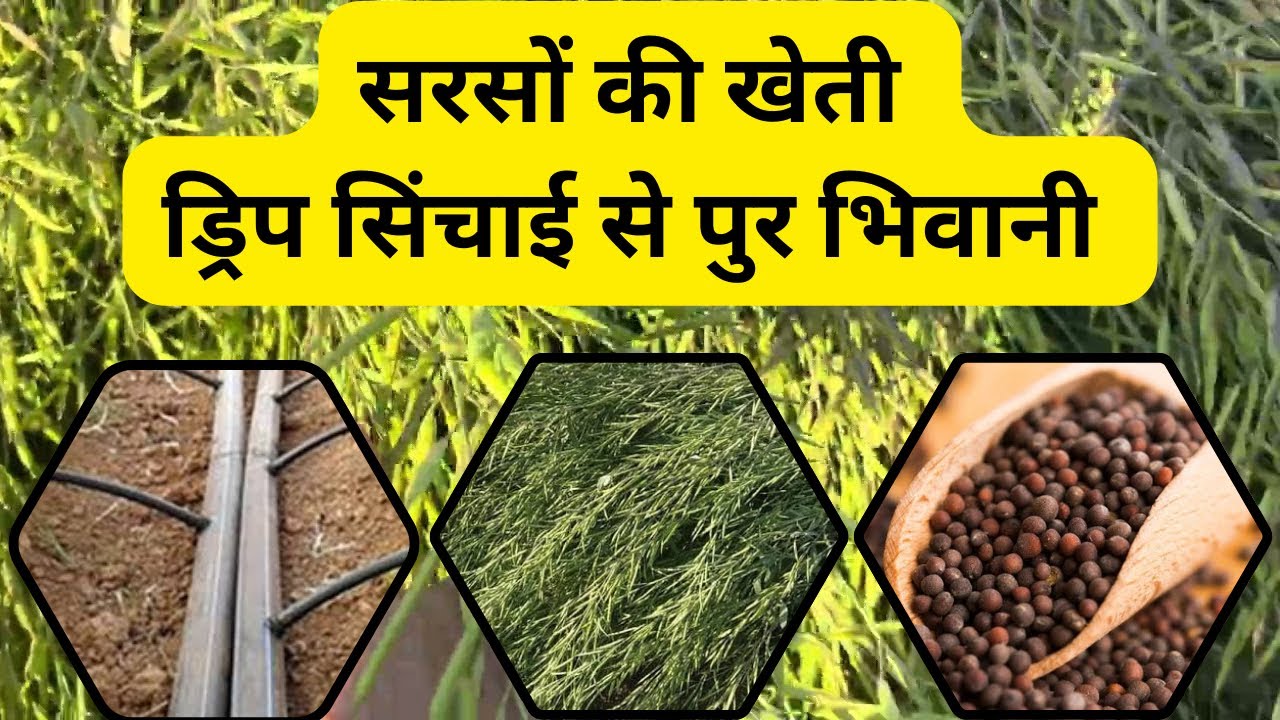 ड्रिप सिंचाई से सरसों की खेती पुर हरियाणा ।Mustard Farming with Drip ...