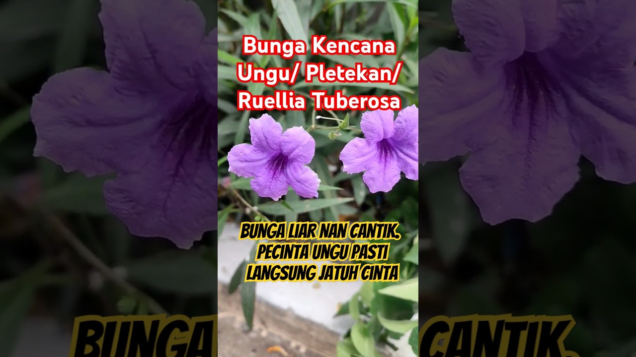 Bunga Kencana Ungu/ Pletekan/Ruellia Tuberosa#reels #masukberanda # ...
