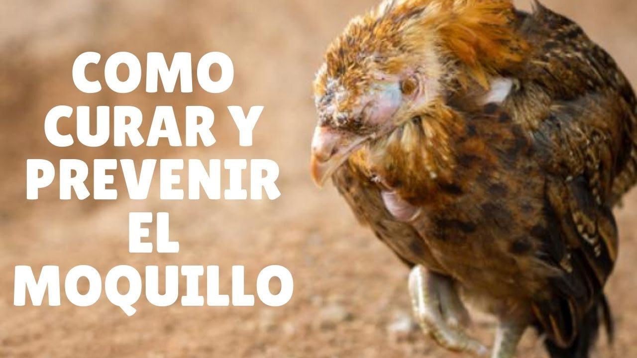 🤧🐥COMO CURAR Y PREVENIR EL MOQUILLO🐔🤧 - YouTube