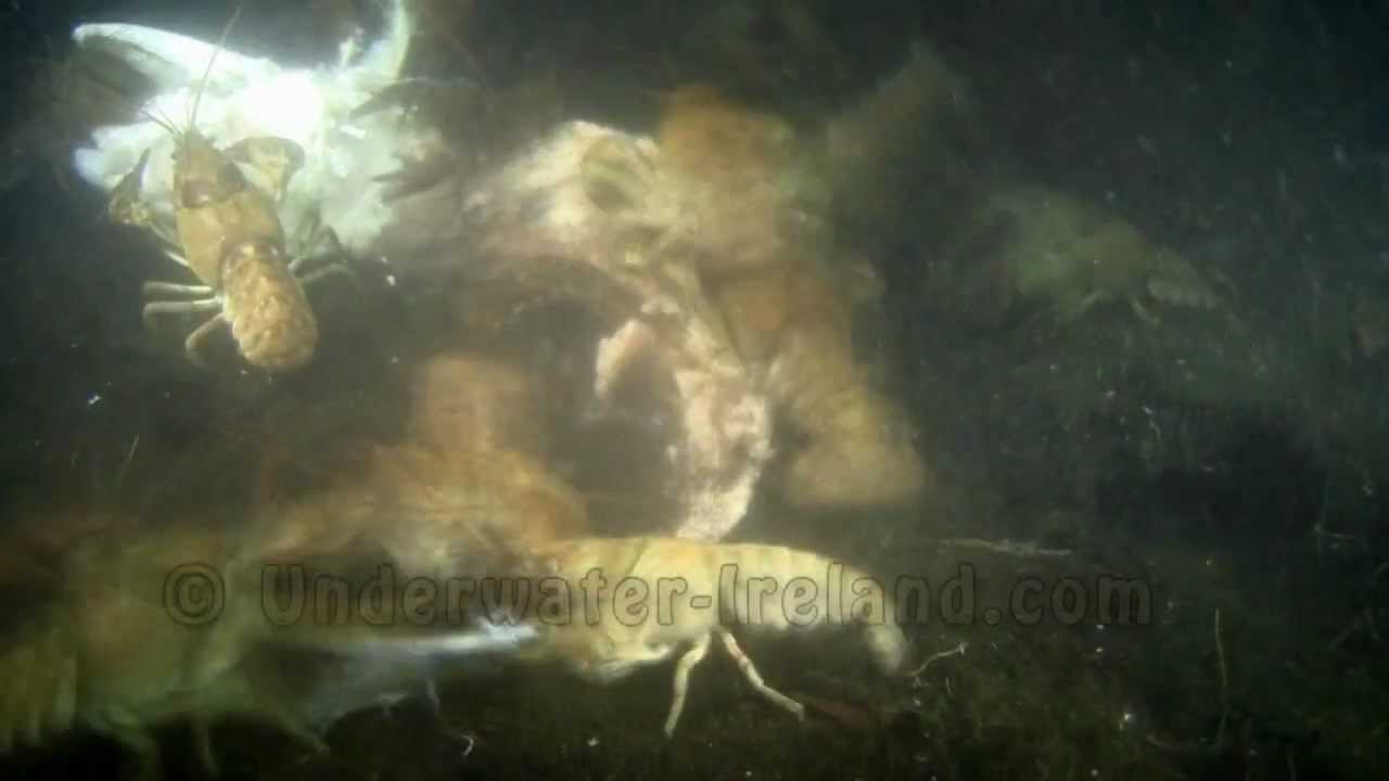 Freshwater crayfish feeding on a dead fish underwater. Timelaps. - YouTube