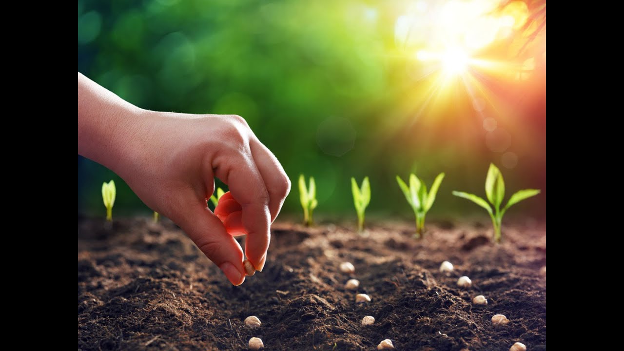 BetterSeeds: Revolutionary Seed Technology for the Future of Crops ...