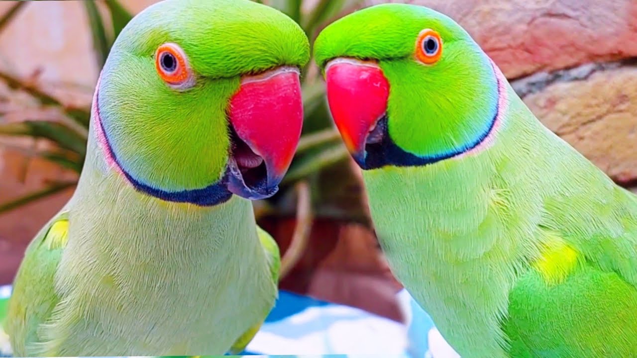 Amazing Parrots Compilation🍃 Video's🥀 - YouTube