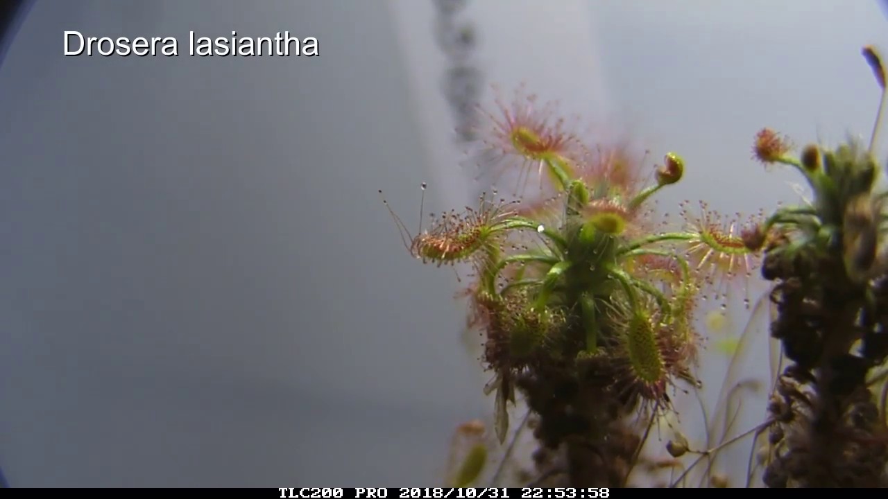 Drosera lasiantha Zwergsonnentau Zeitraffer/pygmy sundew in time lapse ...