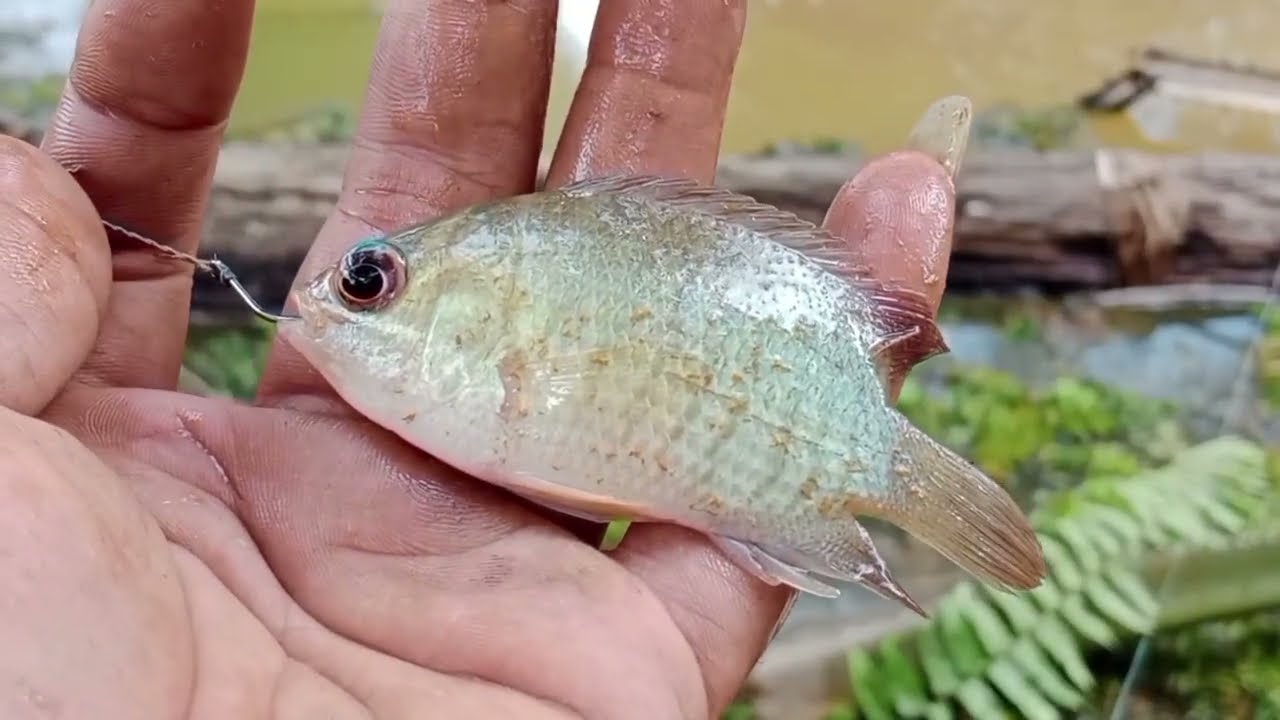 TIBA TIBA PELAMPUNG KARAM..!!! Mancing Di Sungai Bekas Tukang Setrum ...