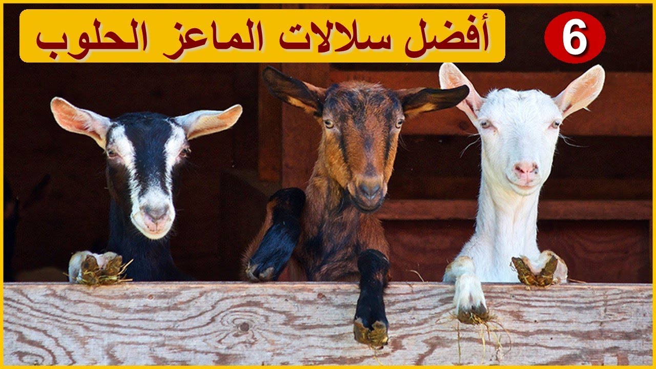 افضل سلالات الماعز الحلوب حول العالم وموصفاته الانتاجية Youtube