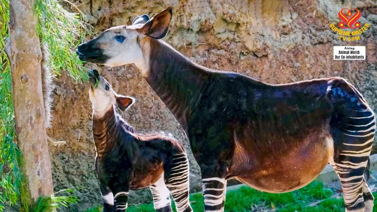 1851 AW Okapi-People: The Mysterious Residents of the Ituri Forest v2 ...