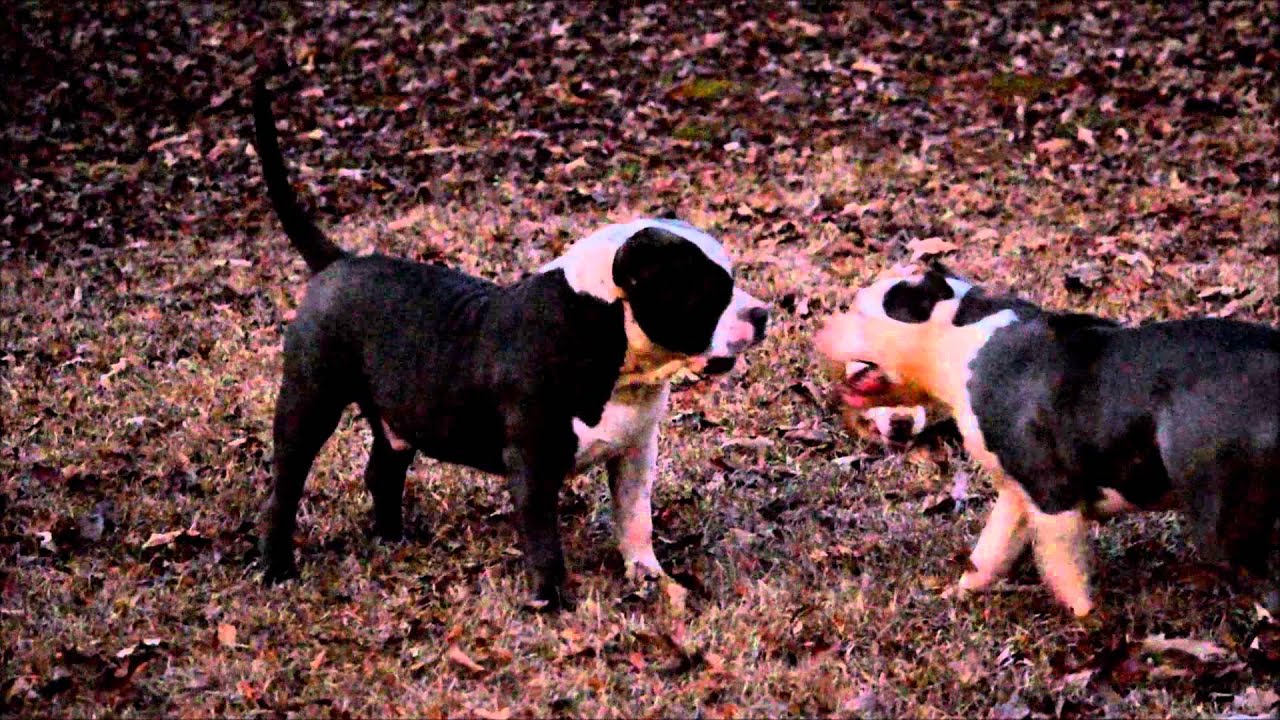 Rhino Valley Kennels & Barbarian Bullies - YouTube