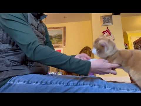 Petting Sequence on Extended Legs - Full Tutorial