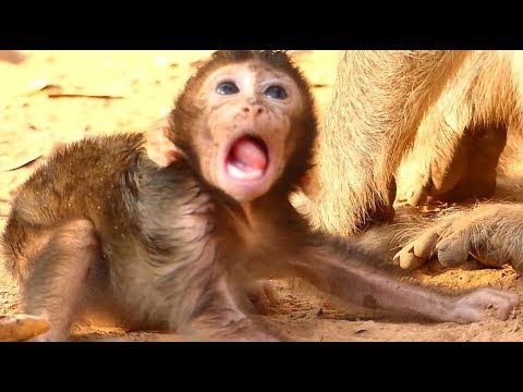 What Happened to Baby Monkey Lucas Today|Mom Monkey Deny Milk Baby ...