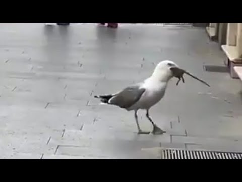 Seagull swallowing a rat in the streets😮 - YouTube