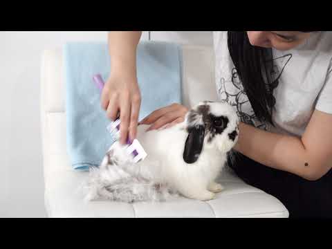 Relaxing Bunny Grooming 🐰 ️ ｜ Part 1: Brushing - YouTube