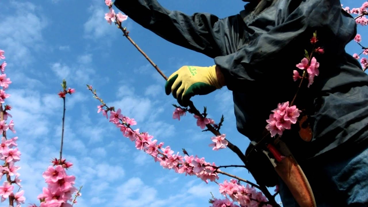 Aclareo de flores del melocoton. 桃の摘花 - YouTube