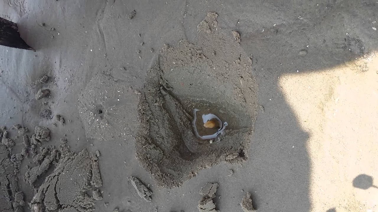 안면도 갯벌 맛조개 잡기, Catch a gould's razor shell in Anmyeondo, Republic of ...