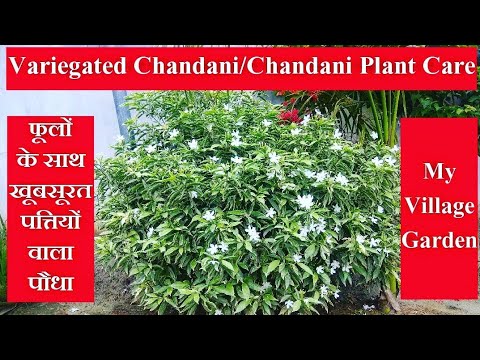 Variegated Chandani Plant / Chandani Plant Care / Variegated Chandani ...