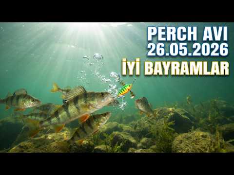 PERCH AVI Bol aksiyon Güzel Anlar