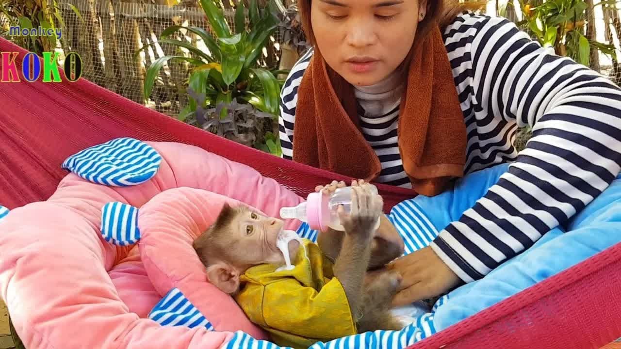 Monkey Koko Got Much Milk Till Vomit Pour Out - YouTube