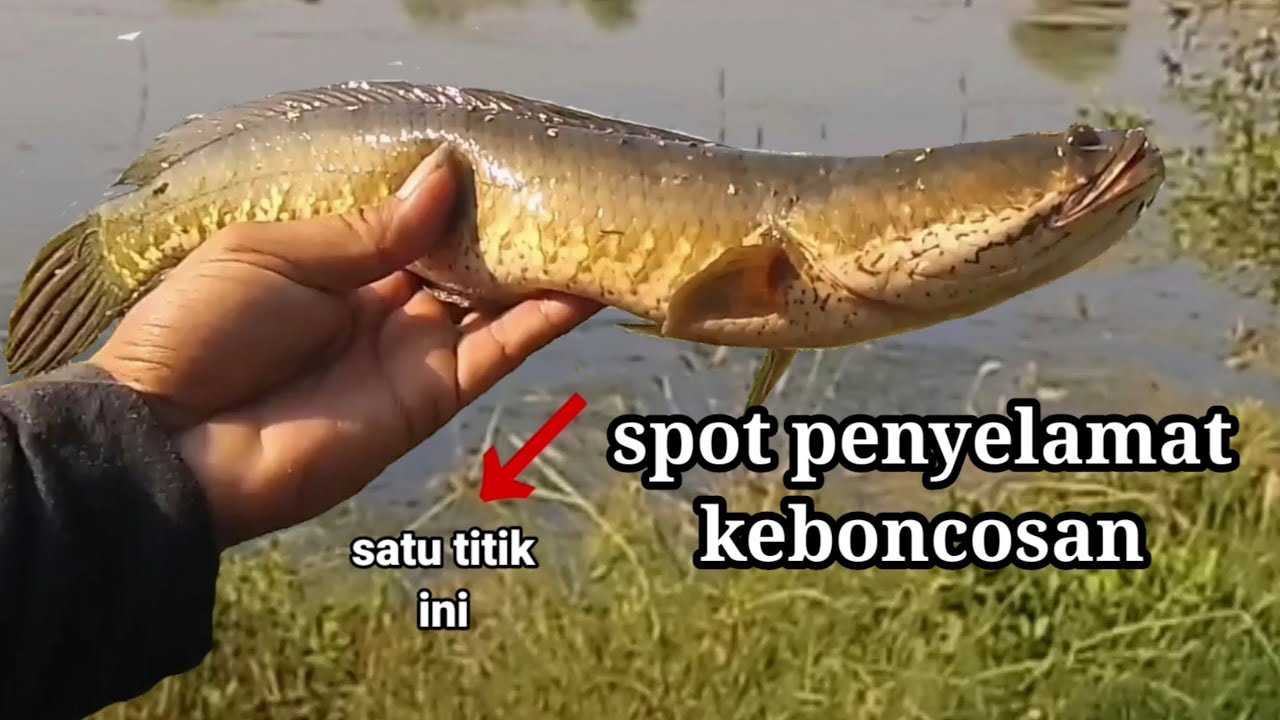 Di satu titik ini ikan gabus besar bersarang ‼ sayang kesiangan - YouTube