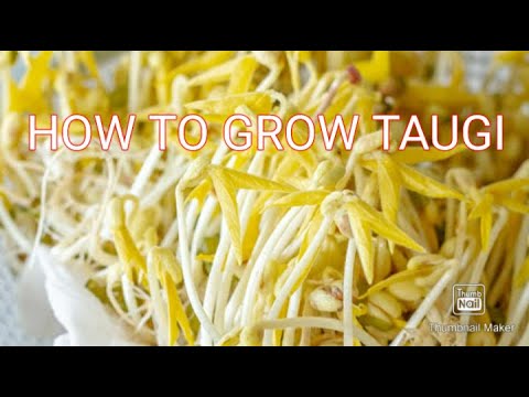 How to Make Taugi/ Bean sprouts pwede pang negosyo! - YouTube