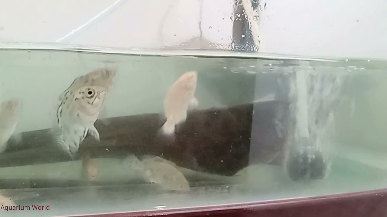 Baby Leopard Oscar & Red Eye Albino Oscar,Start To Feeding #APEXFOOD ...