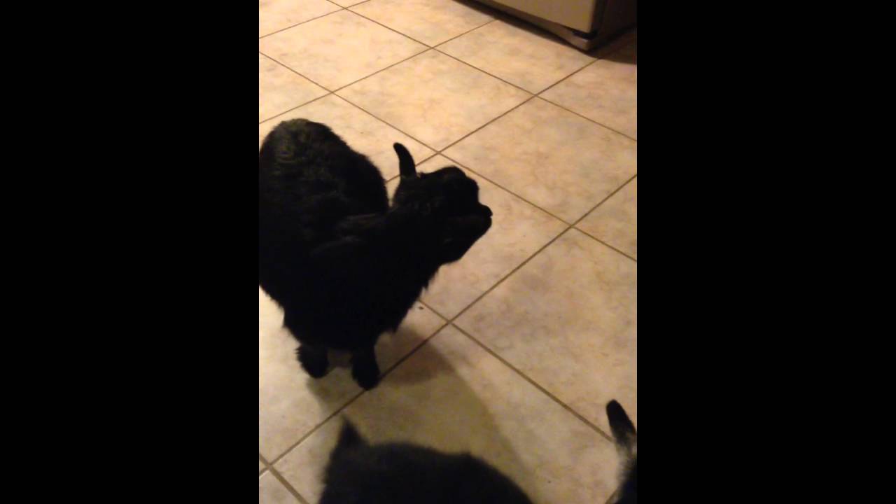 Goats in the house - YouTube