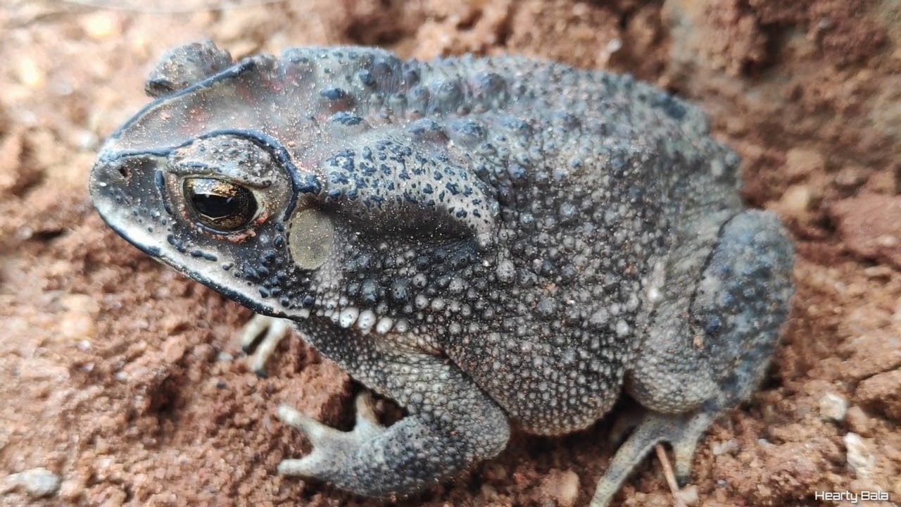 தவளை 🐸 (Texas Toad) - YouTube