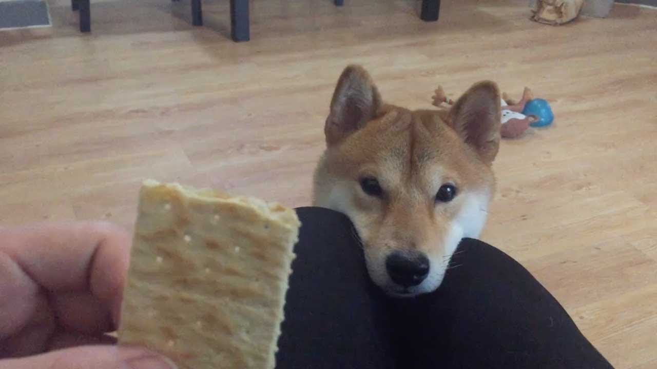 Adorable Shiba Inu Begs For Snacks - YouTube