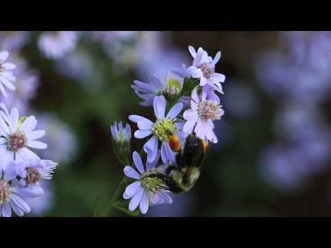 Symphyotrichum cordifolium with Pollinators