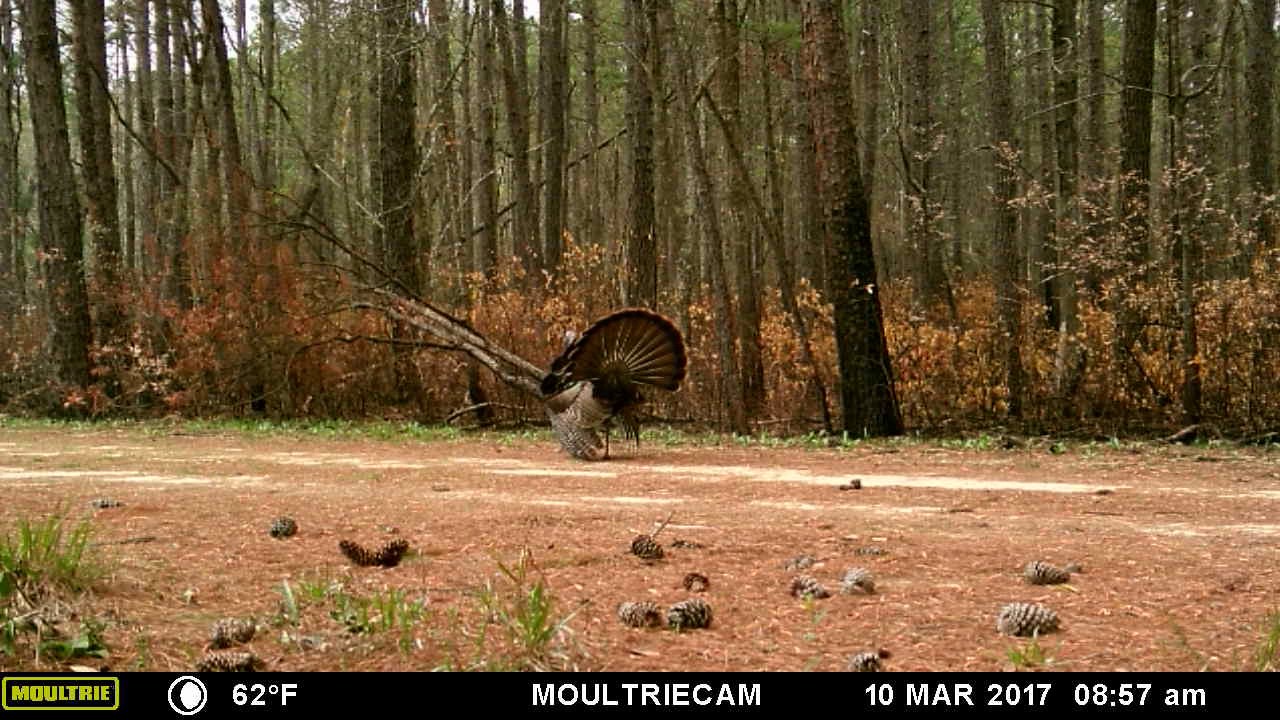 Walking Strut - YouTube