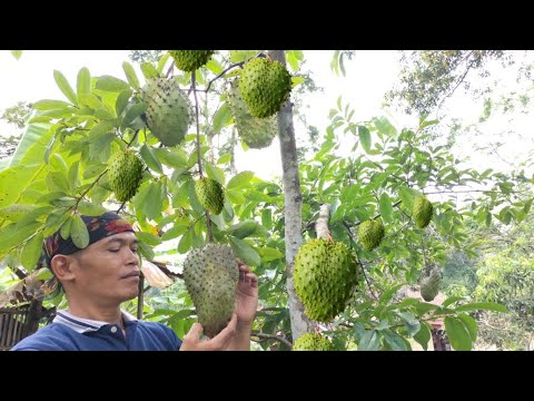 Sirsak/nangka sabrang mengkal masak dgn tempe semangit, sambal tlenjeng ...