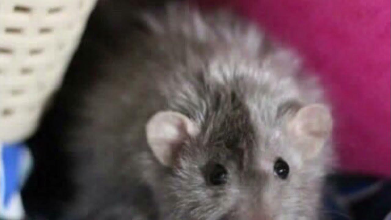 Harley/long haired dwarf rats bred by GBR- Rat variety series - YouTube