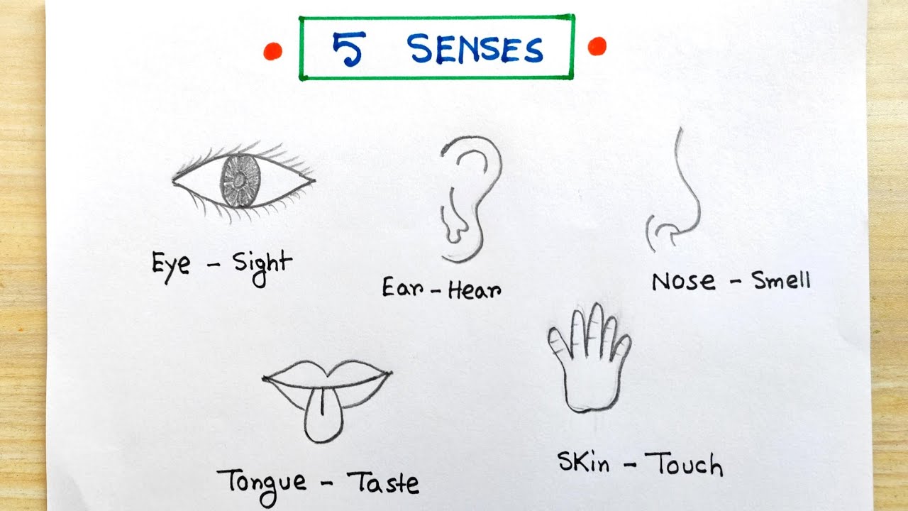 Special Sensory organs idea | Five Sensor learning idea | Sense organs ...