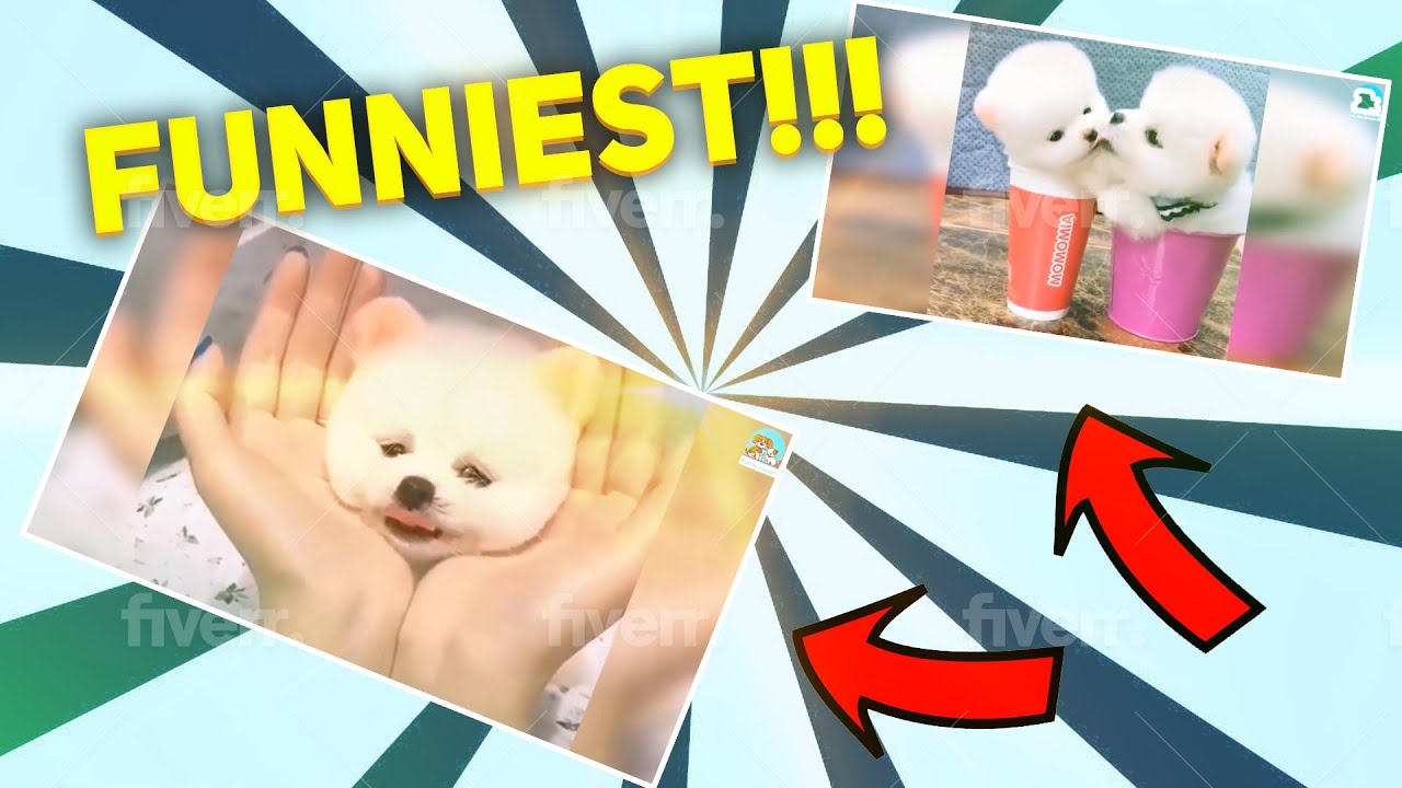 Funniest dogs compilation - Laughter Guaranteed ||Achu Entertainment ...