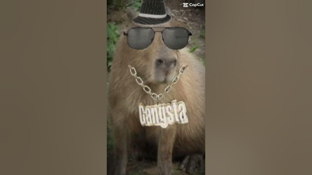 Capybara Edit Let Him Cook Youtube