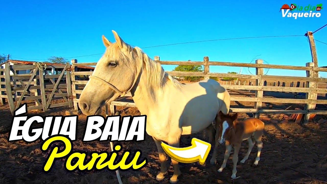 A ÉGUA BAIA PARIU UM POTRINHO LINDO DEMAIS | O DIA DIA DO VAQUEIRO ...