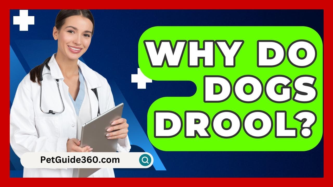Why Do Dogs Drool? - PetGuide360.com - YouTube