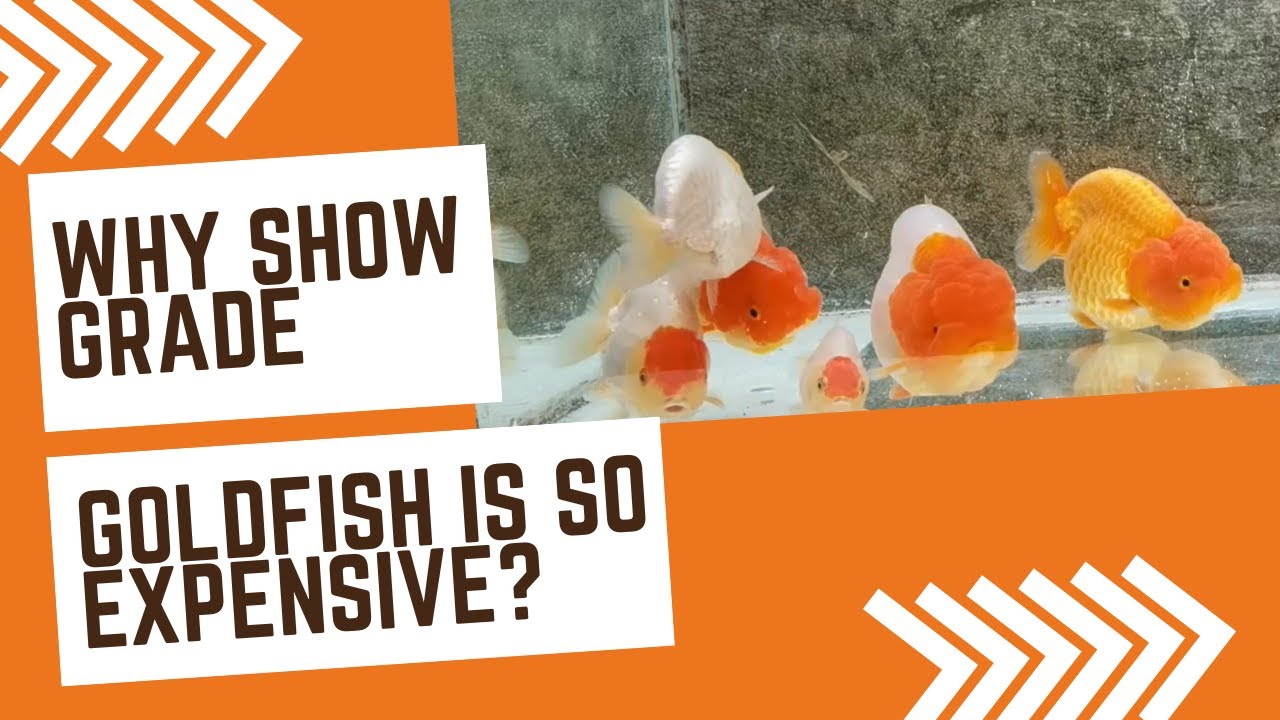 Why Show Grade Goldfish is so Expensive? - YouTube