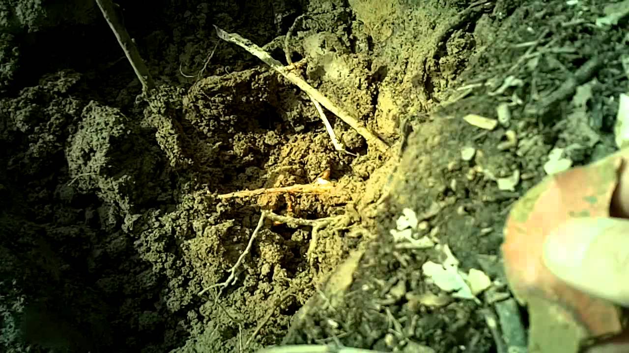 Probing... - YouTube