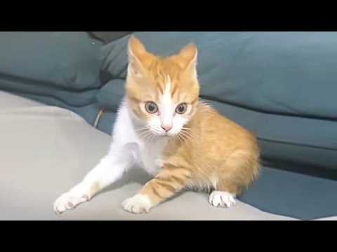 Cats with an aggressive aura